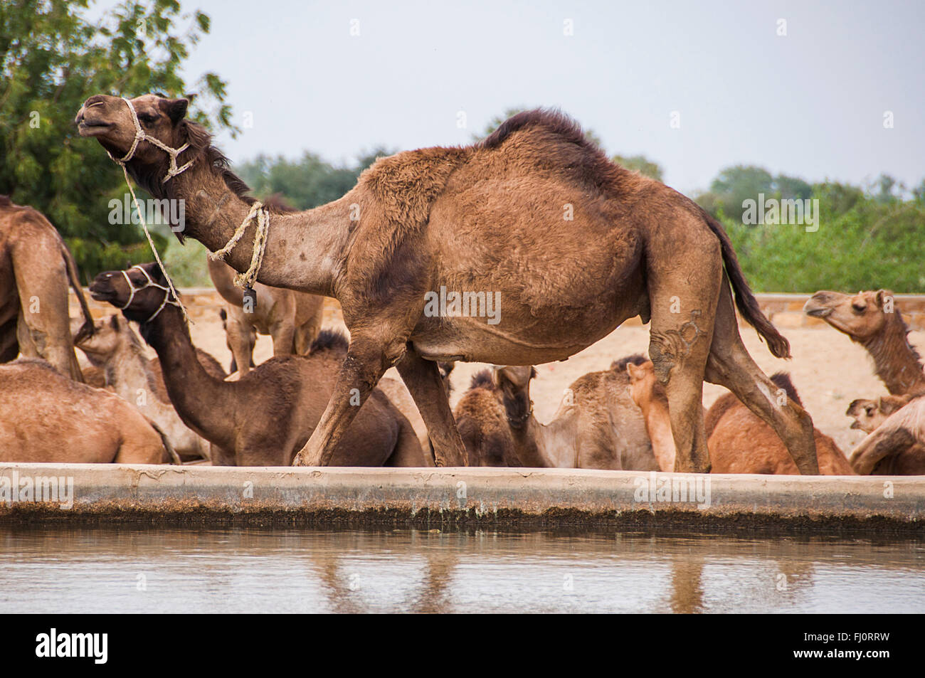 Camel walking water trough surrounded hi-res stock photography and ...