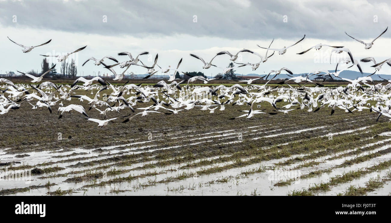 Snow geese alarm, Westham Island, British Columbia Stock Photo - Alamy