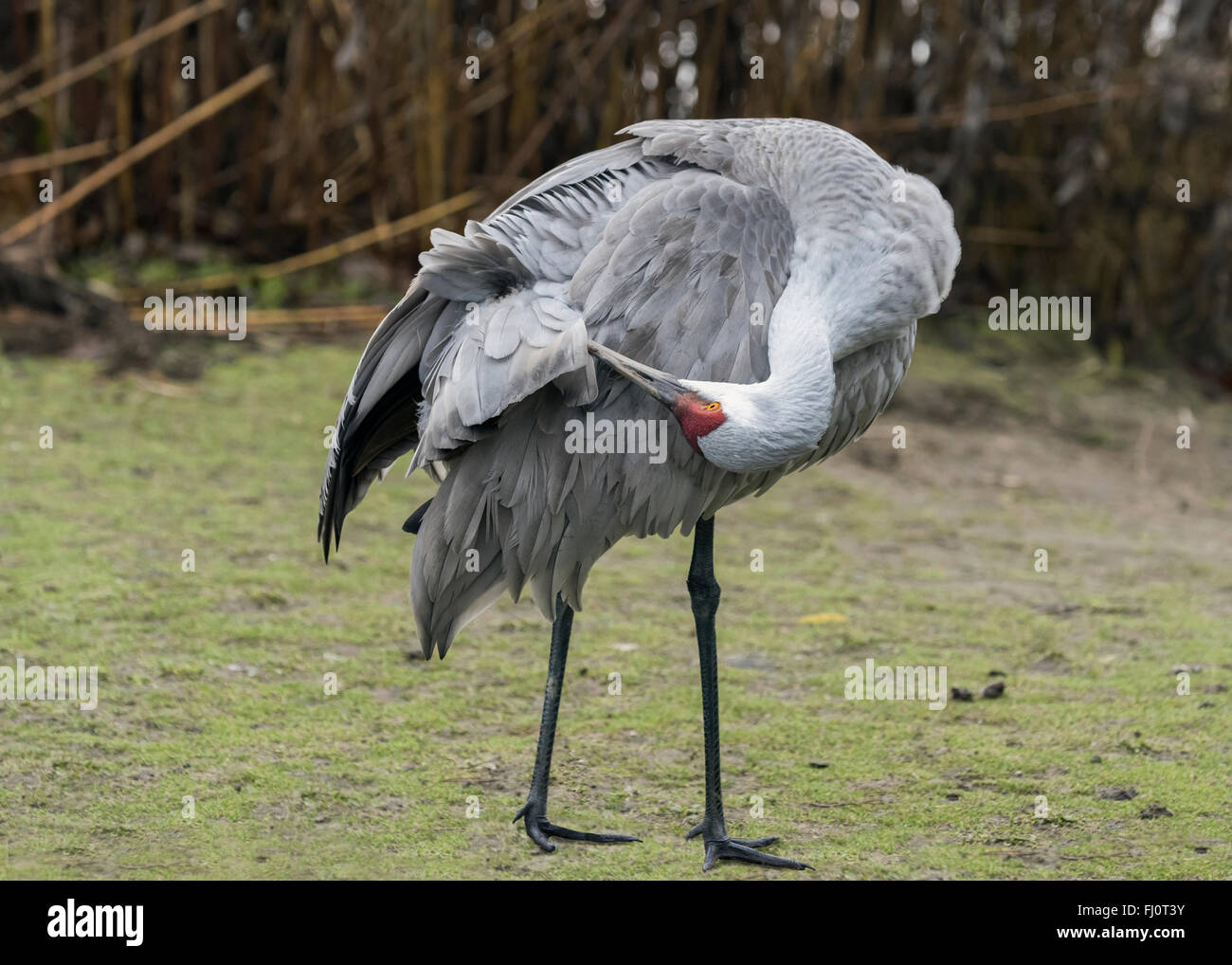 Sandhill crane grooming its feathers, Reifel Migratory Bird Sanctuary ...