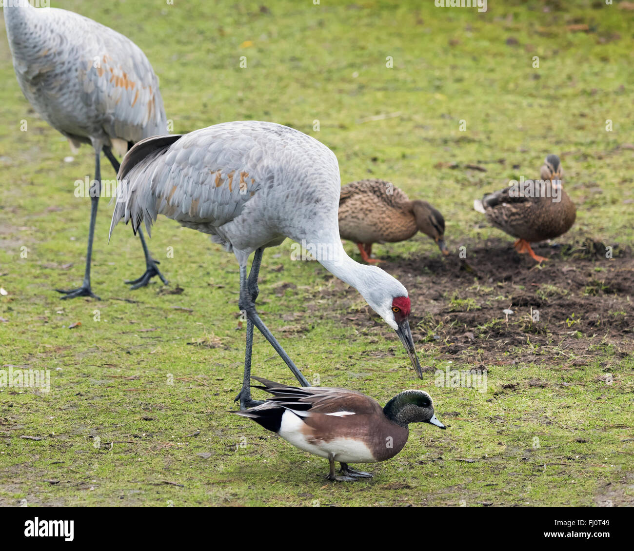 Sandhill crane shooing a duck out of its way, Reifel Migratory Bird ...