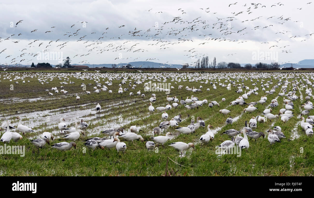 Westham island hi-res stock photography and images - Alamy