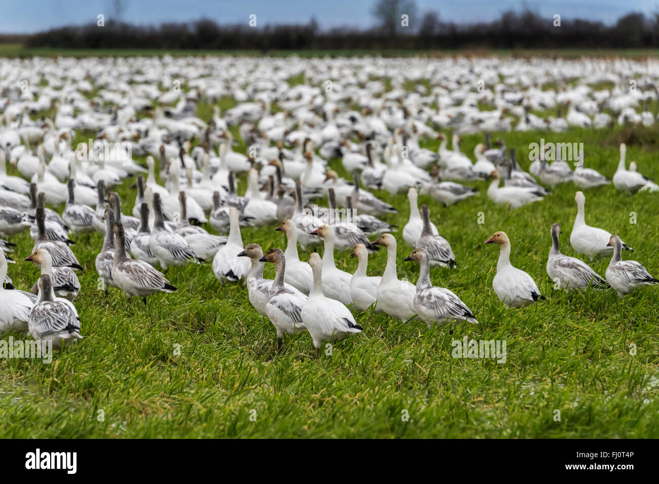 Thousands of snow geese in a farmer's field, Westham Island, British ...