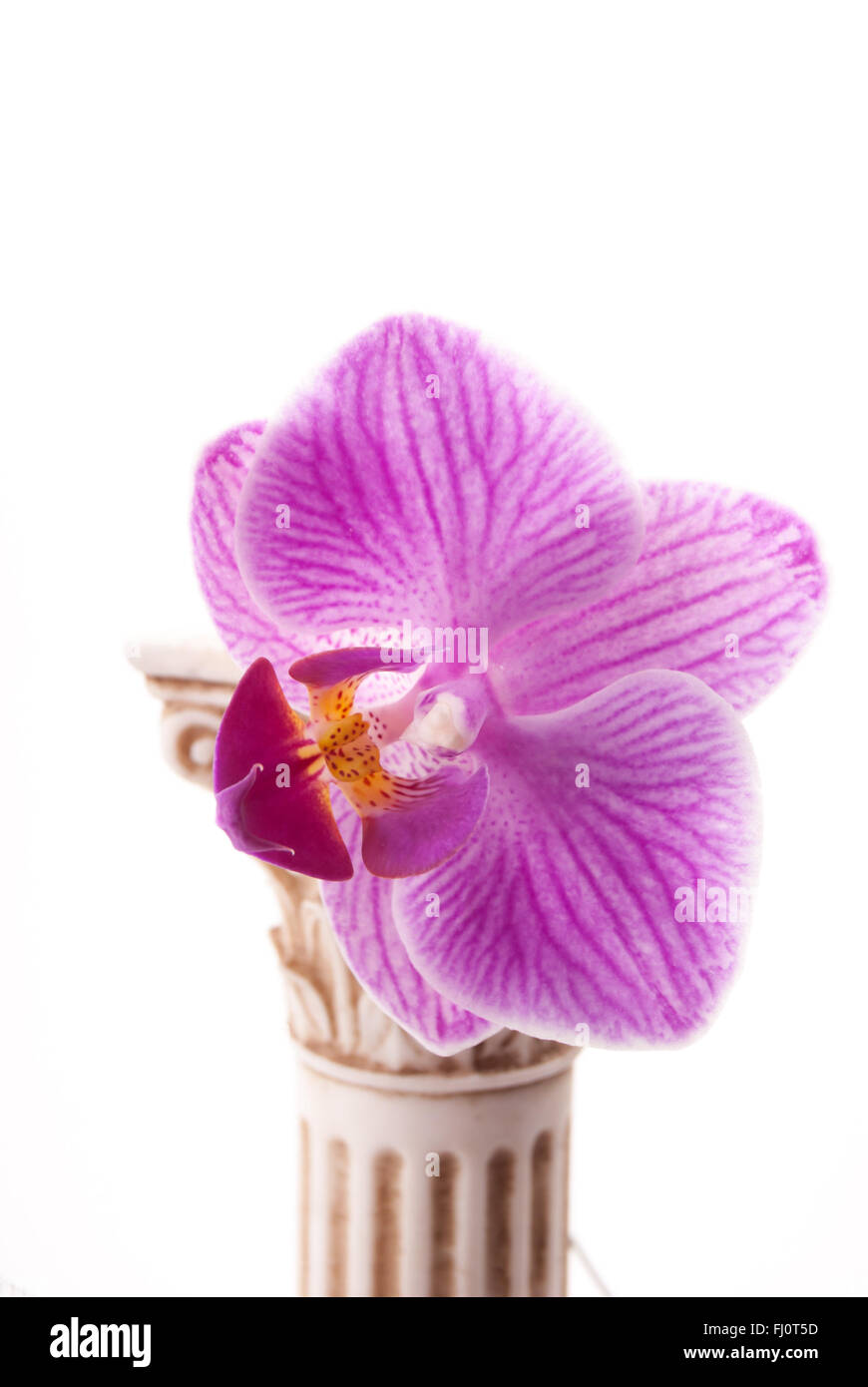 Classical column with flower Stock Photo - Alamy
