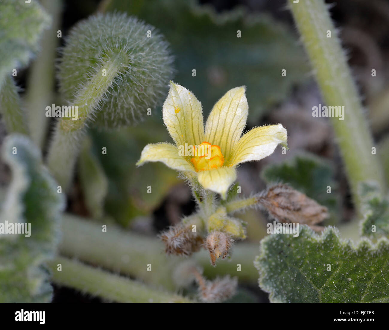 Squirting Cucumber - Ecballium elaterium Flower & Fruit Stock Photo - Alamy