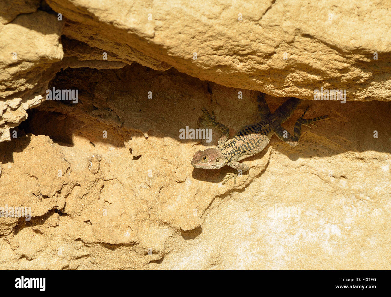 Starred Agama - Laudakia stellio Large sun loving Lizard on Sandstone ...