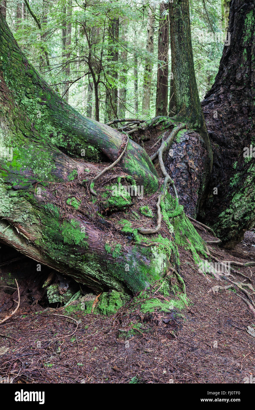 Two large trees growing on the remains of a rotting log Stock Photo - Alamy