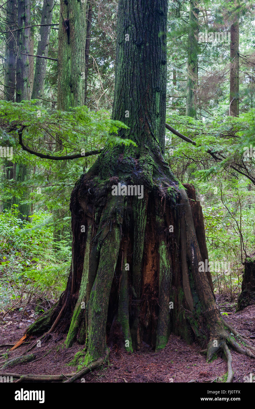 New growth supported by the remnants of a decomposing tree stump Stock ...
