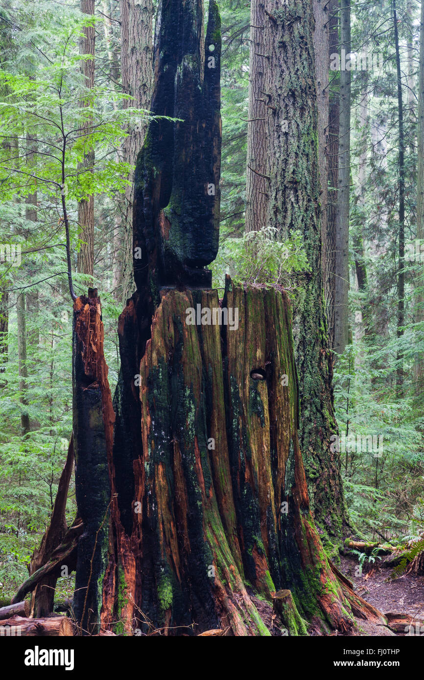Western red cedar trees roots hi-res stock photography and images - Alamy