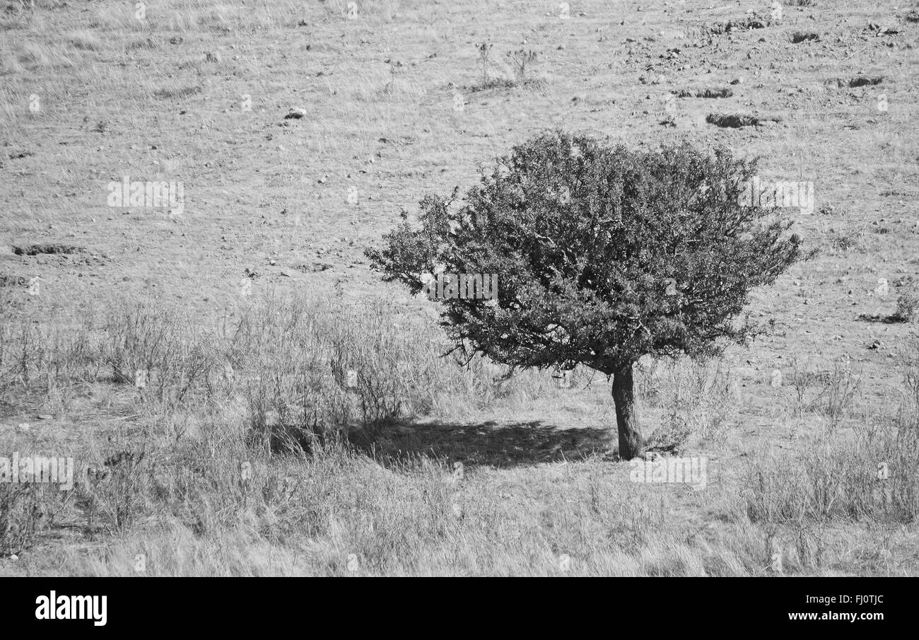 Old meadow plants Black and White Stock Photos & Images - Alamy
