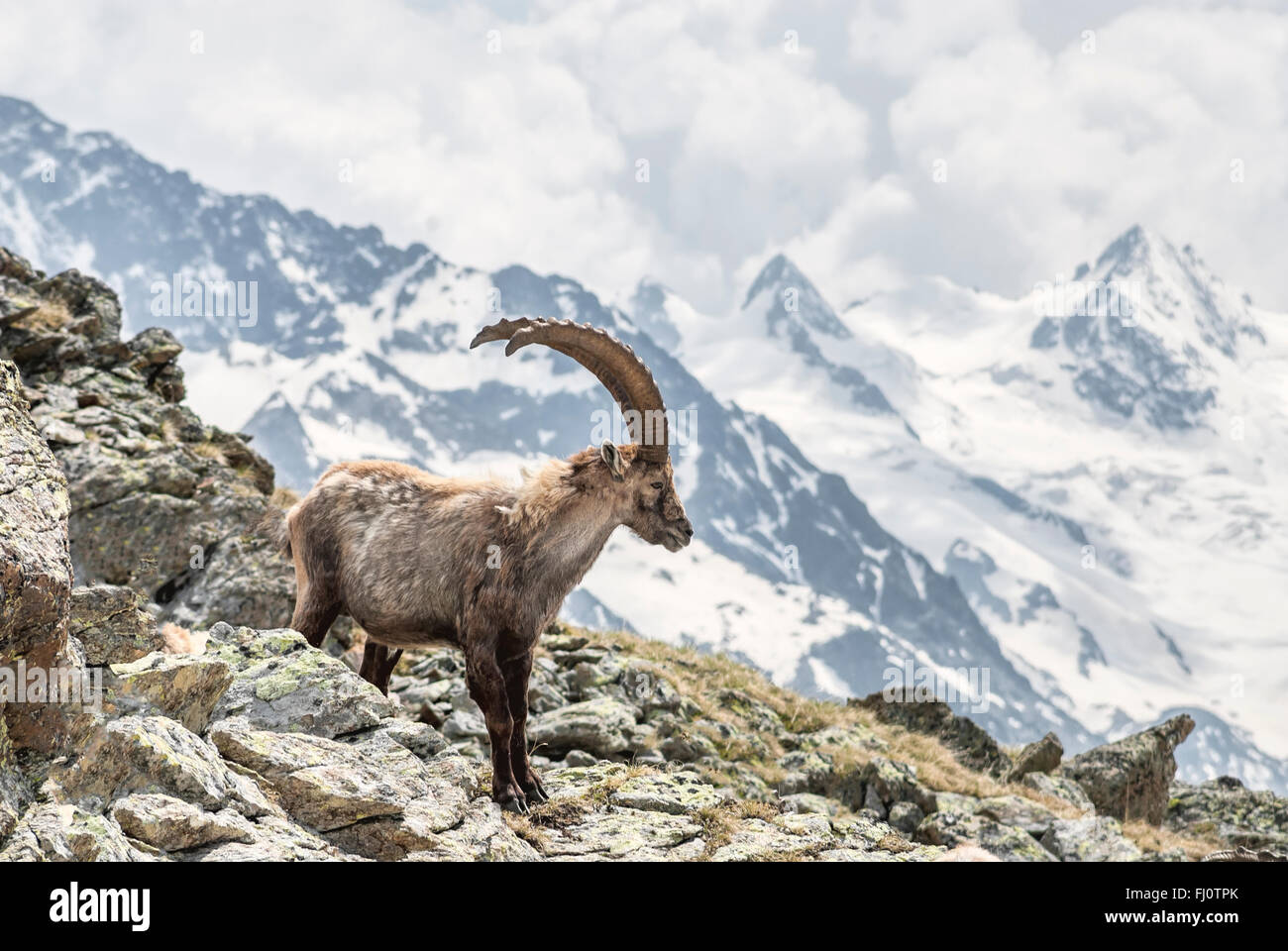 Single Alpine Ibex in front of Bernina Range, Swiss Alps, Switzerland ...