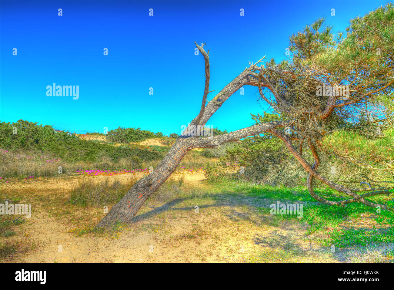 Bent Pine Tree High Resolution Stock Photography and Images - Alamy