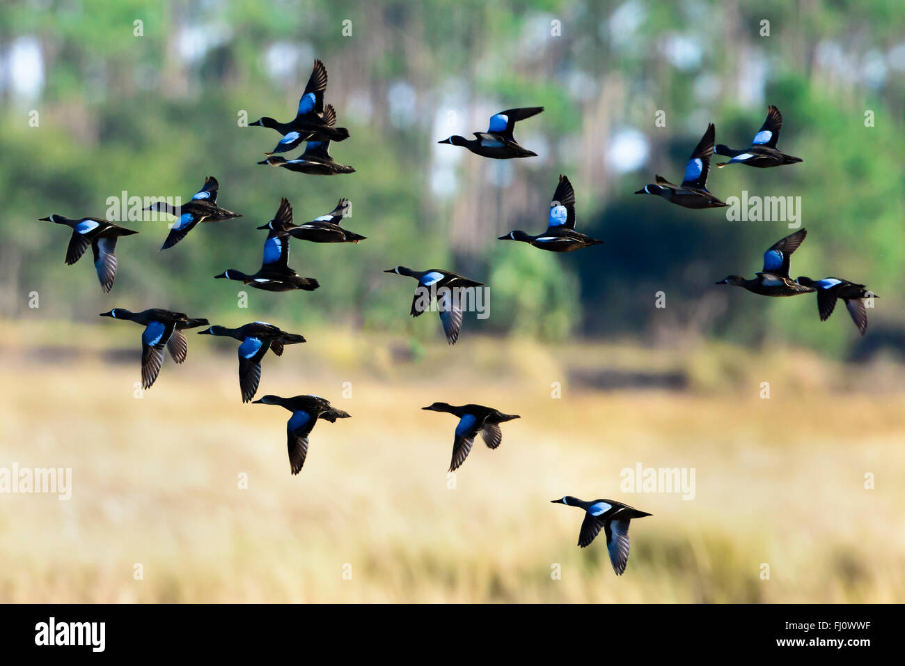 Flying teal hi-res stock photography and images - Alamy