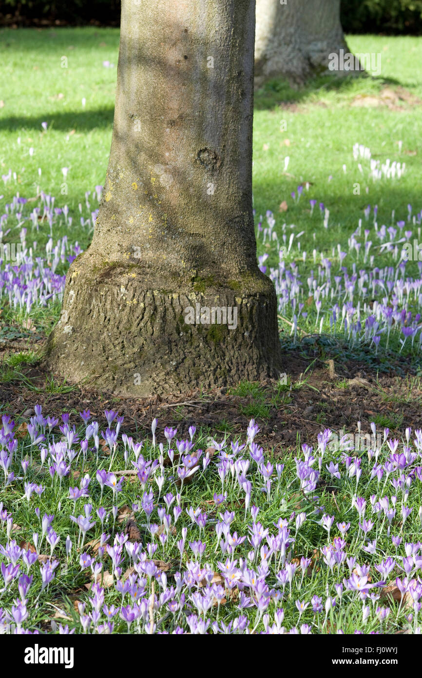 Trees surrounded by Crocus flowers Stock Photo - Alamy