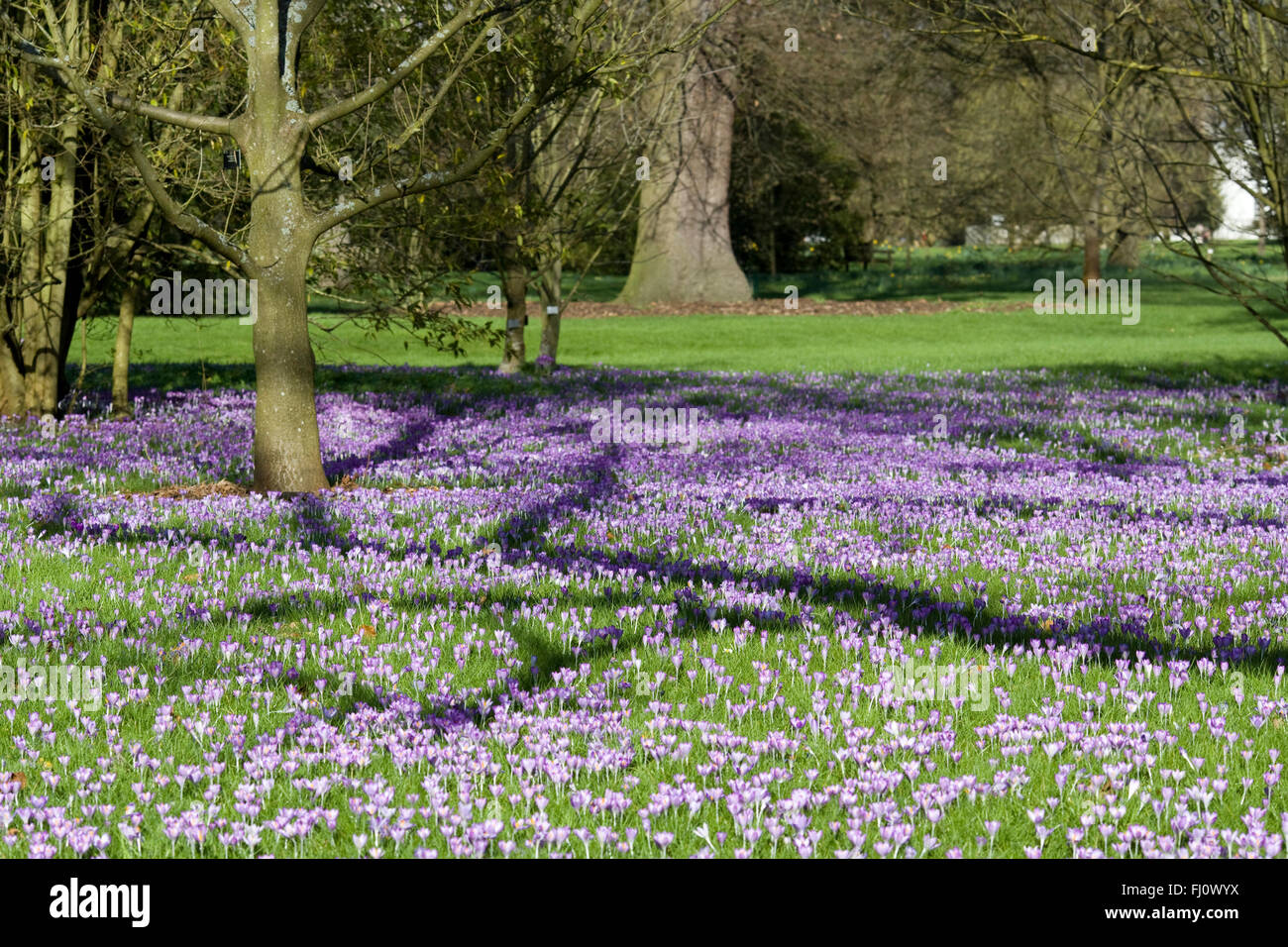 Trees surrounded by Crocus flowers Stock Photo - Alamy