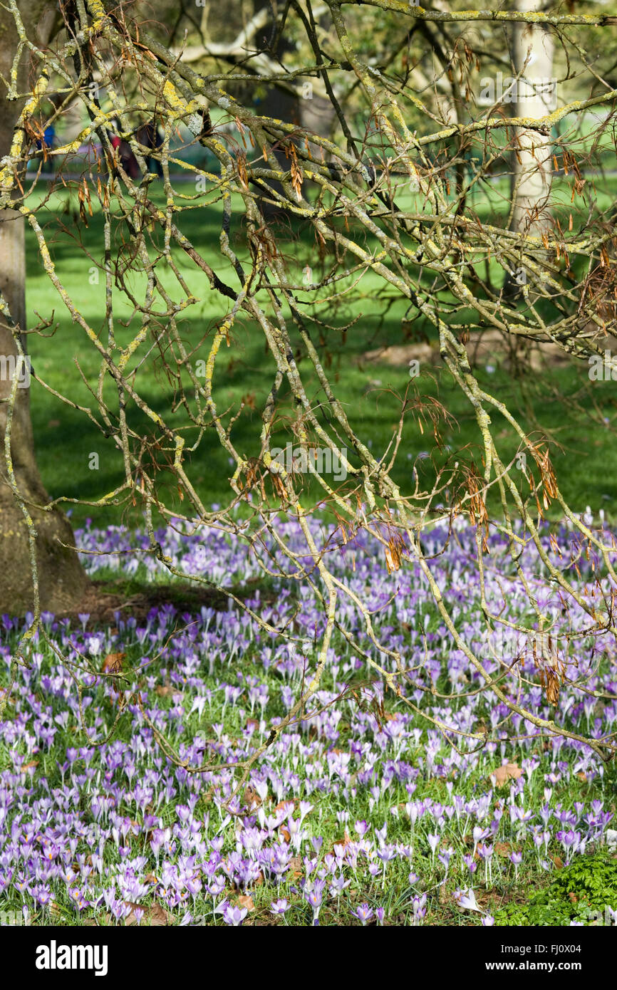 Trees surrounded by Crocus flowers Stock Photo - Alamy