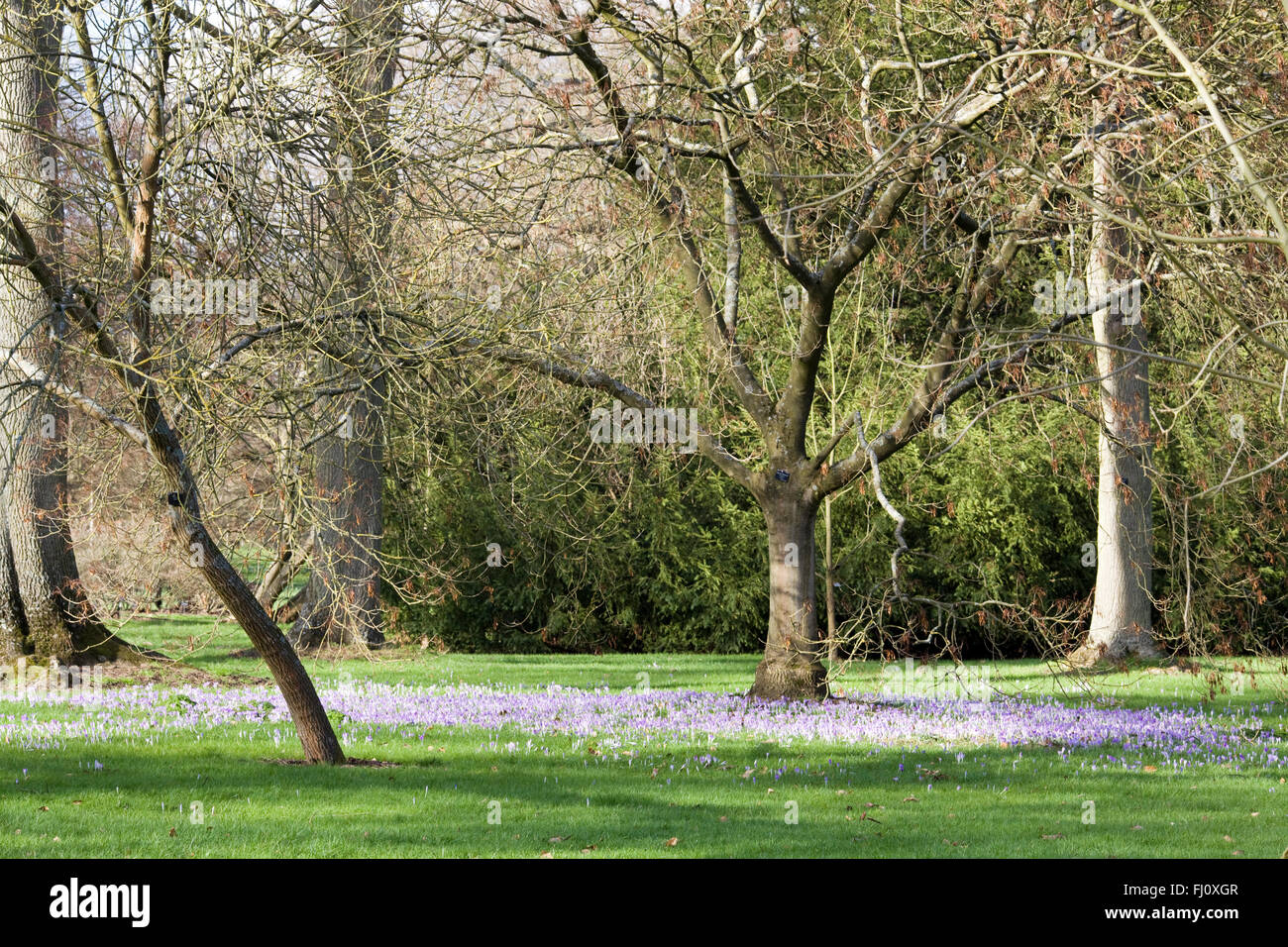 Trees surrounded by Crocus flowers Stock Photo - Alamy