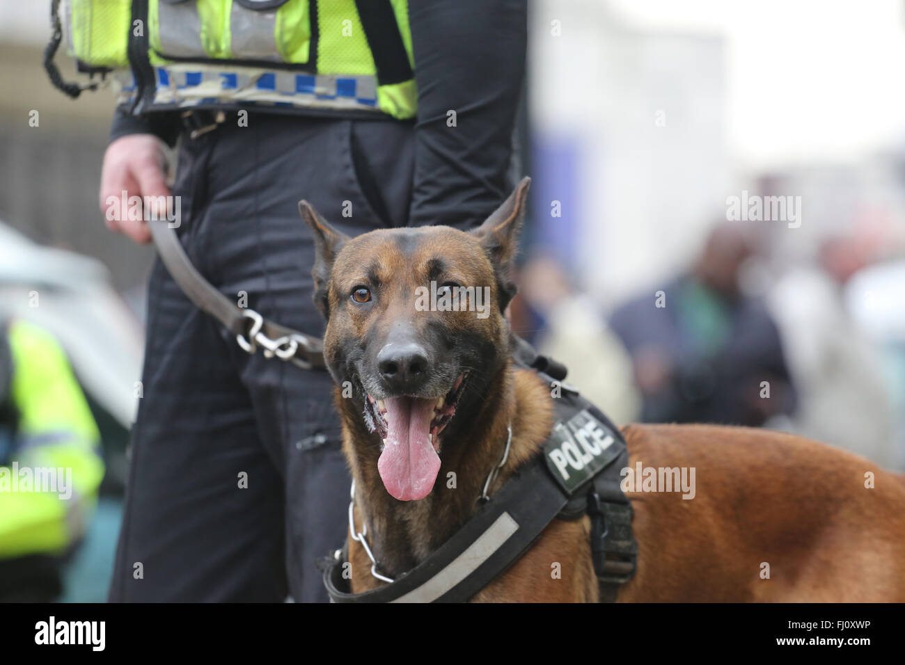 Liverpool, UK. 27th Feb, 2016. A Police Dog staring at the photographer ...