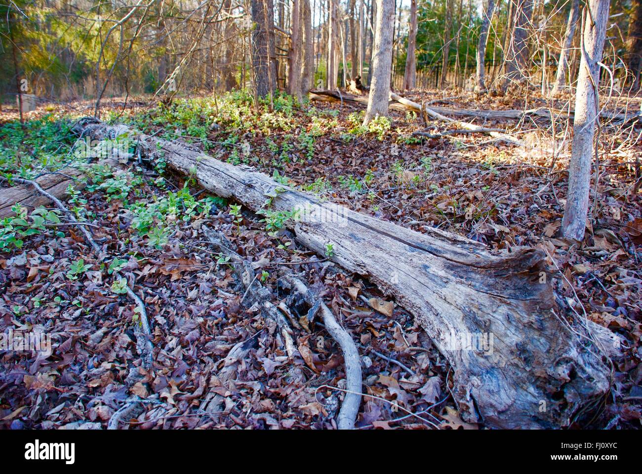 Fallen tree in woods with green growth around it Stock Photo - Alamy