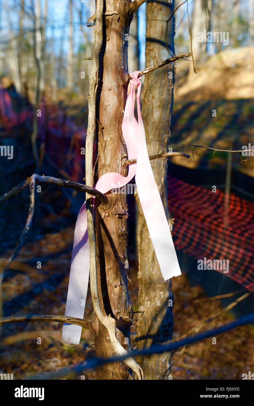 Pink plastic flag tied to tree Stock Photo - Alamy