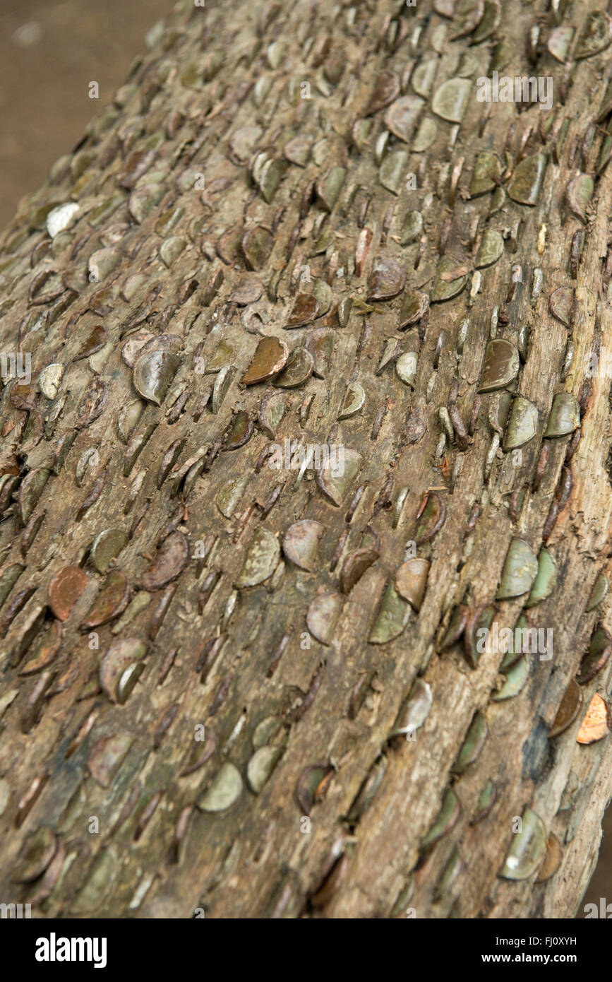 Coin tree next to the circular woodland footpath from the Tarr Steps in ...