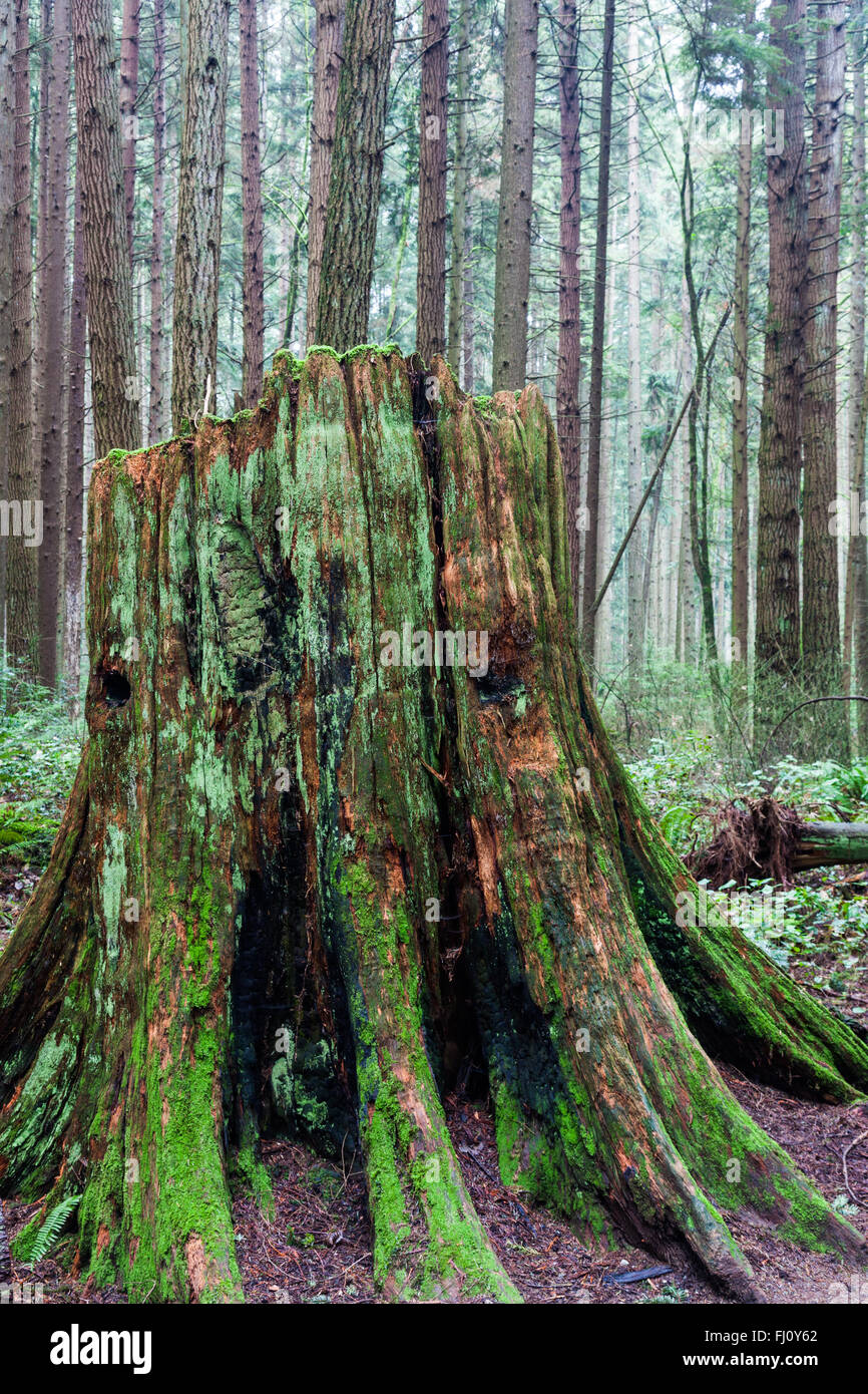 Cedar tree roots hi-res stock photography and images - Alamy