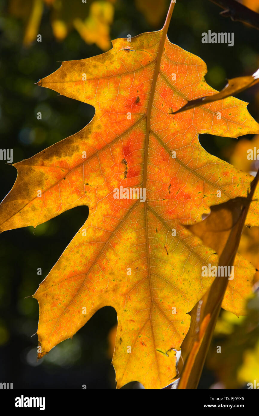 Oak Leaf in Autumn Stock Photo - Alamy