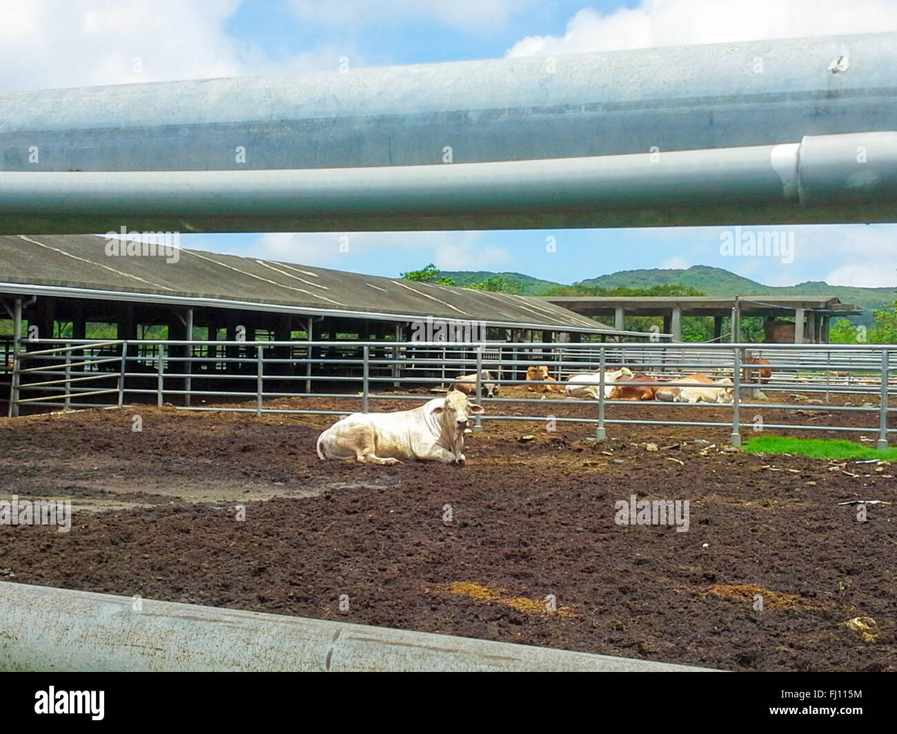 Cows mud hi-res stock photography and images - Alamy