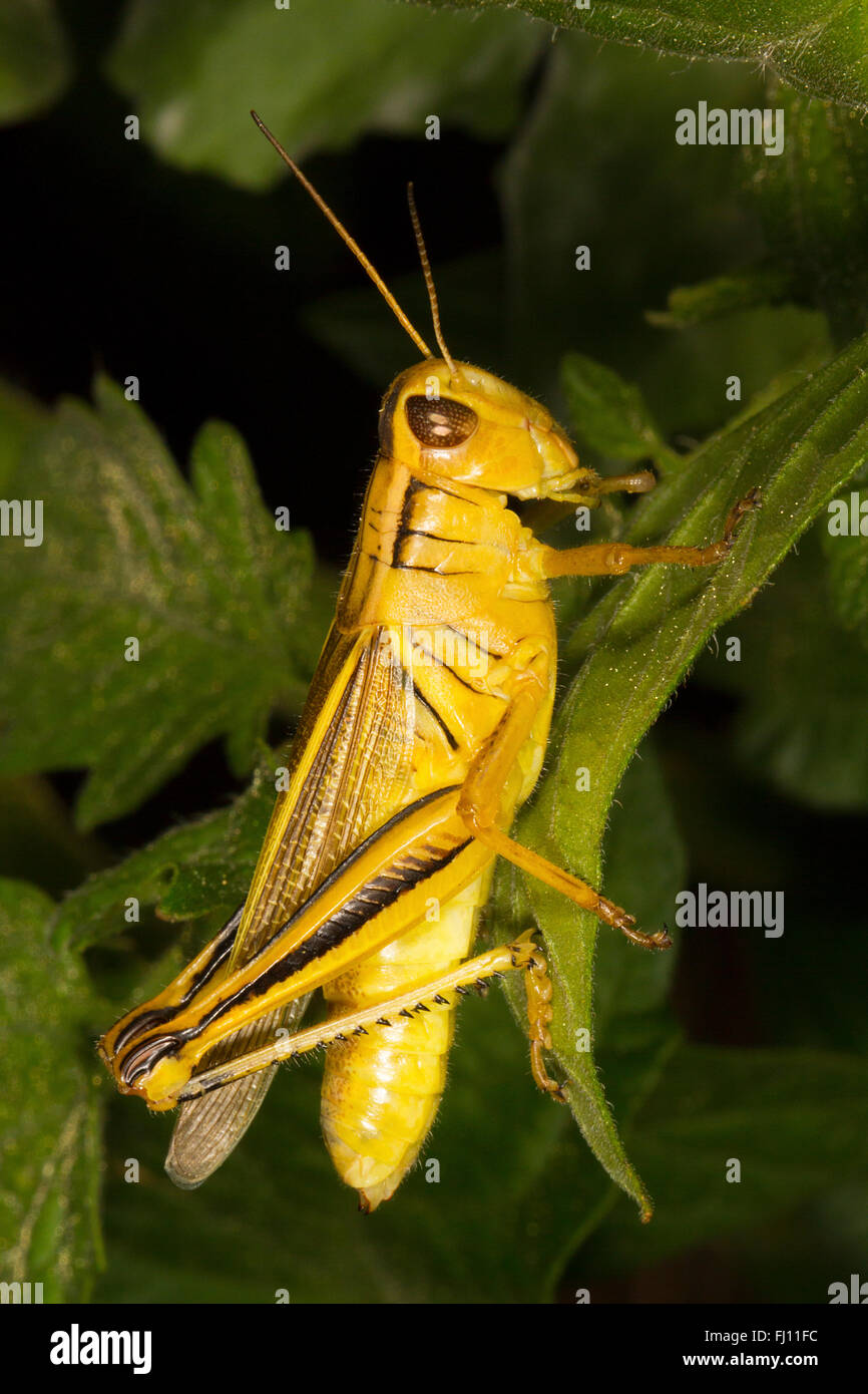 grasshopper - close up Stock Photo - Alamy