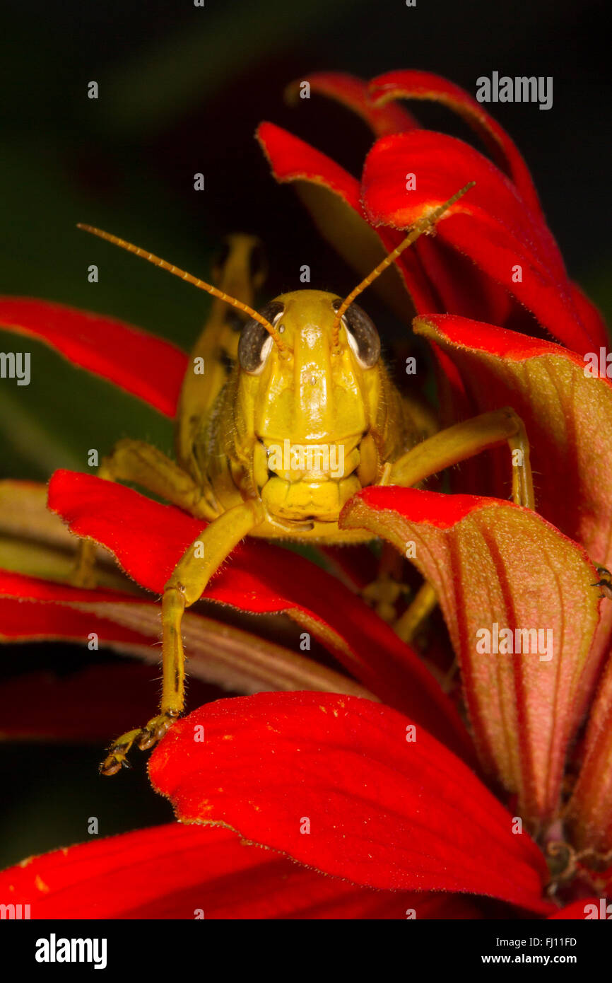 Smiling grasshopper hi-res stock photography and images - Alamy