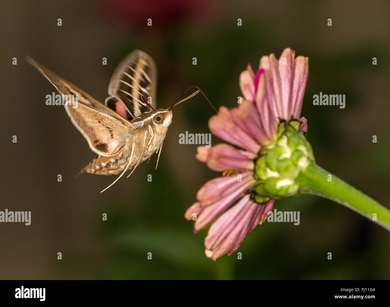 Hummingbird Moth Drinks Nectar Stock Photo - Alamy
