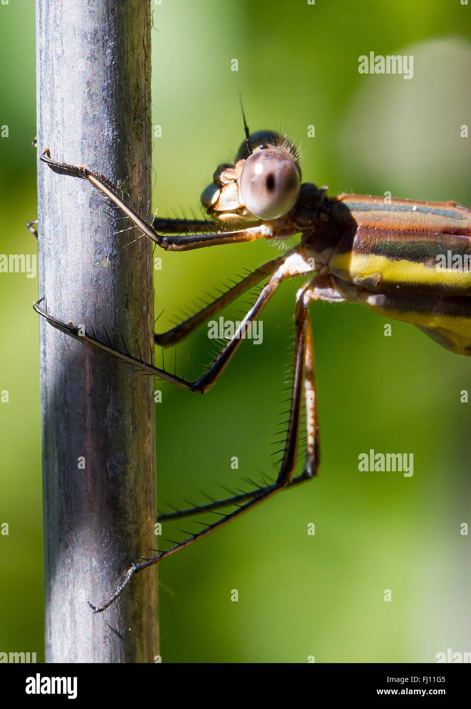 Very high magnification hi-res stock photography and images - Alamy