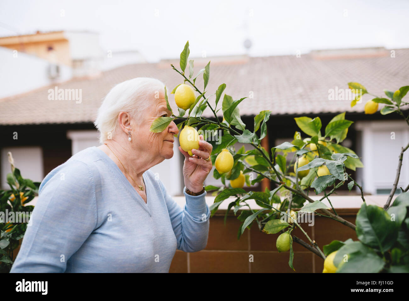 Real lemon tree hi-res stock photography and images - Alamy