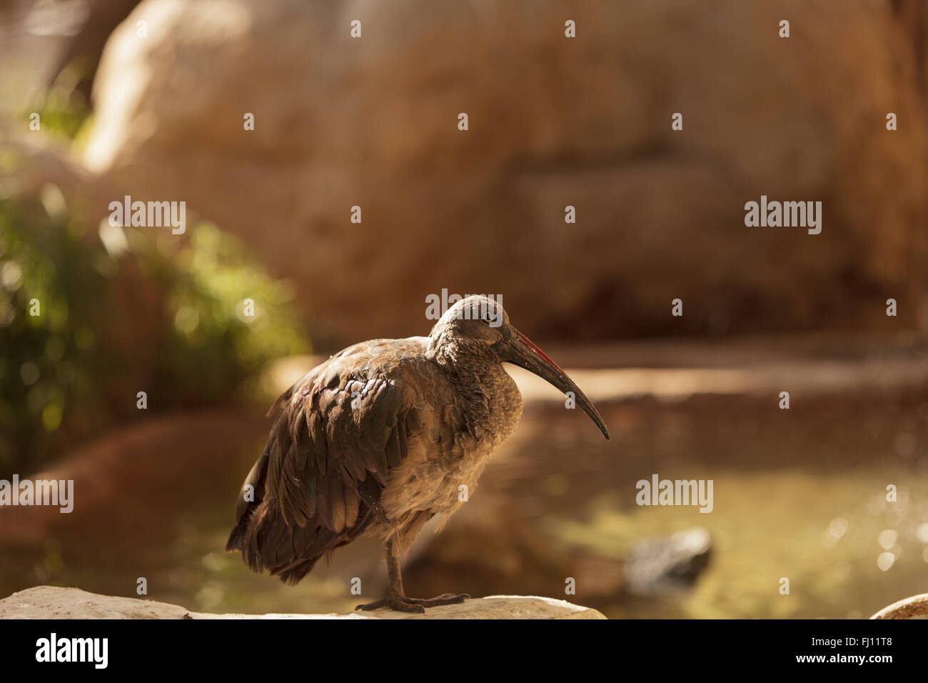 Sub saharan africa bird hi-res stock photography and images - Alamy