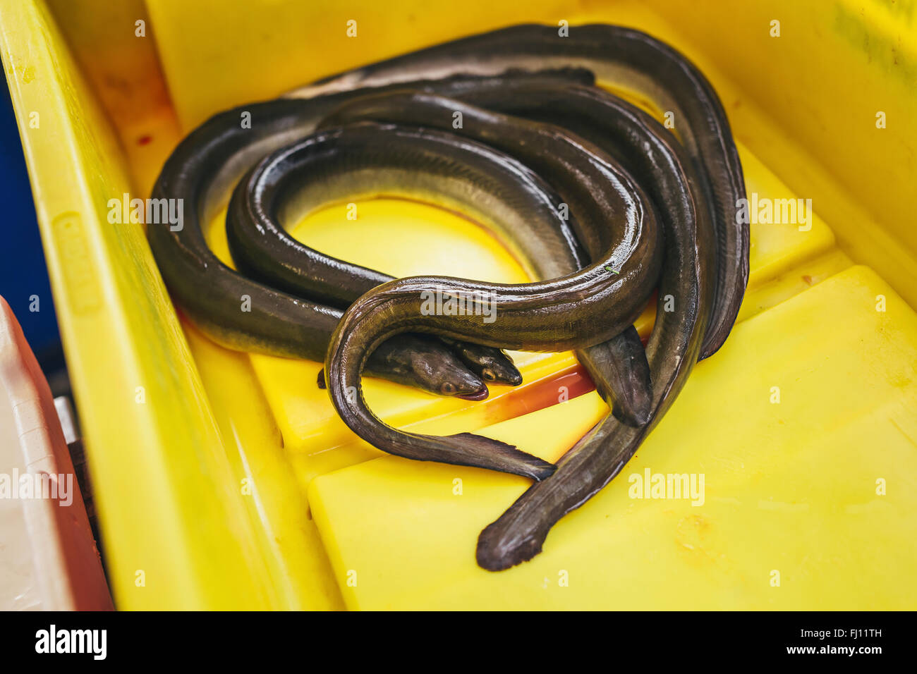 Eel on a fish market Stock Photo - Alamy