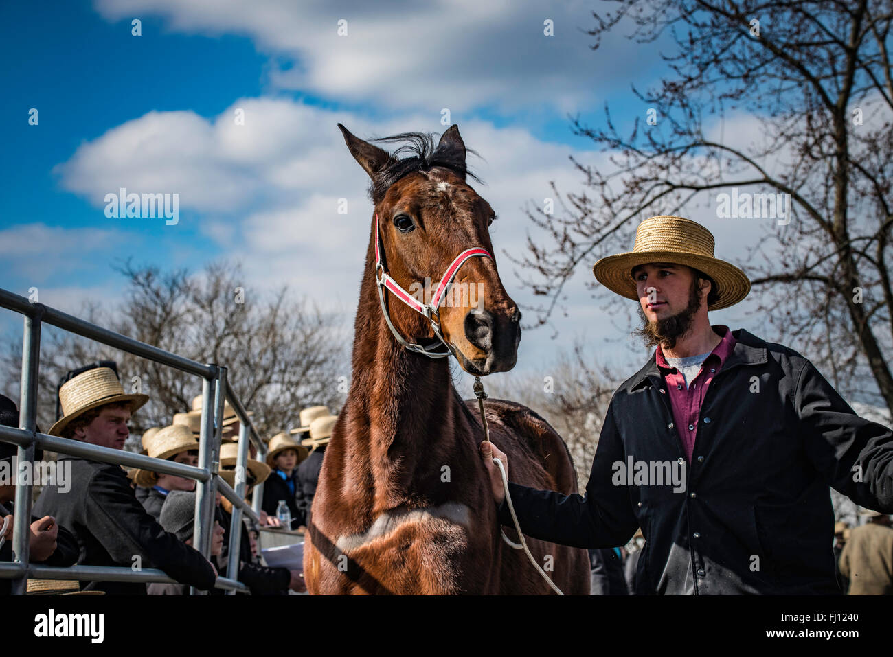 Lancaster, Pennsylvania, US. 27th Feb, 2016. Amish Mud Sale, held every ...