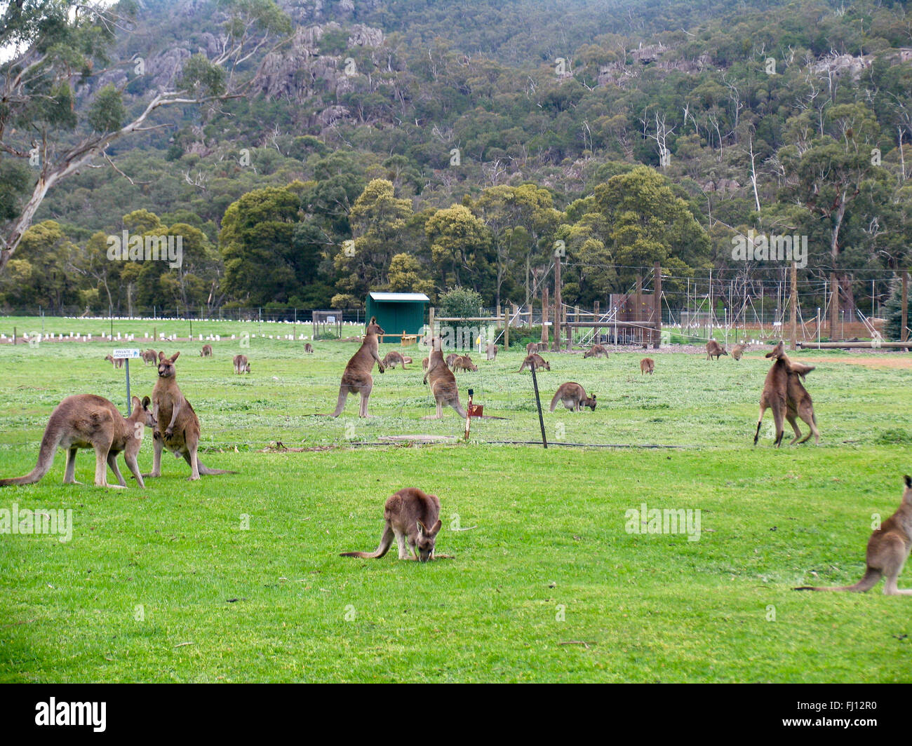Australian kangaroos boxing hi-res stock photography and images - Alamy