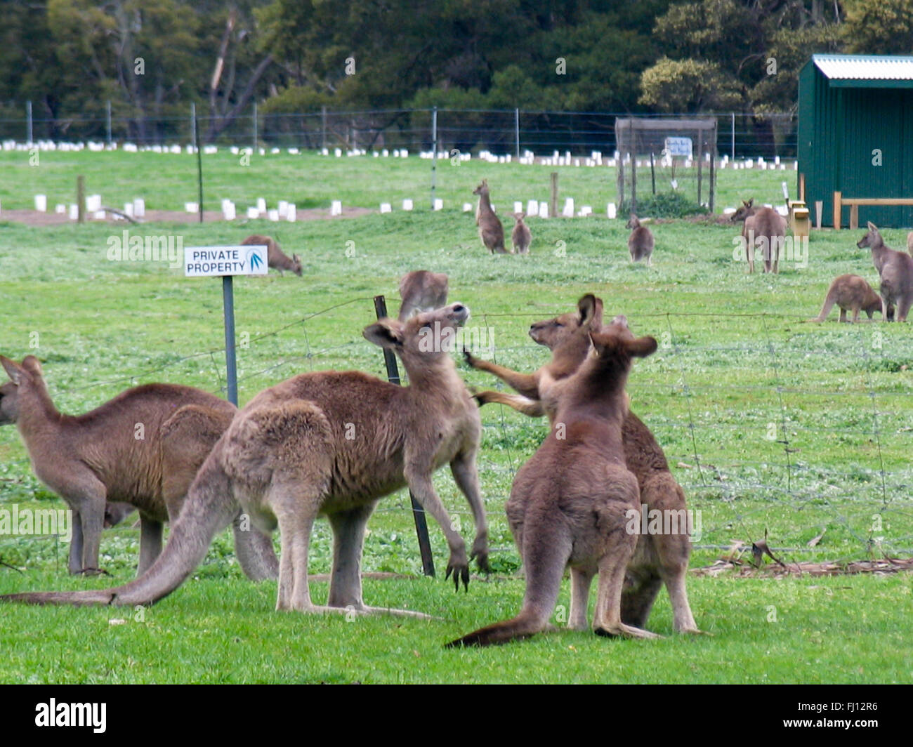 Roos field hi-res stock photography and images - Alamy