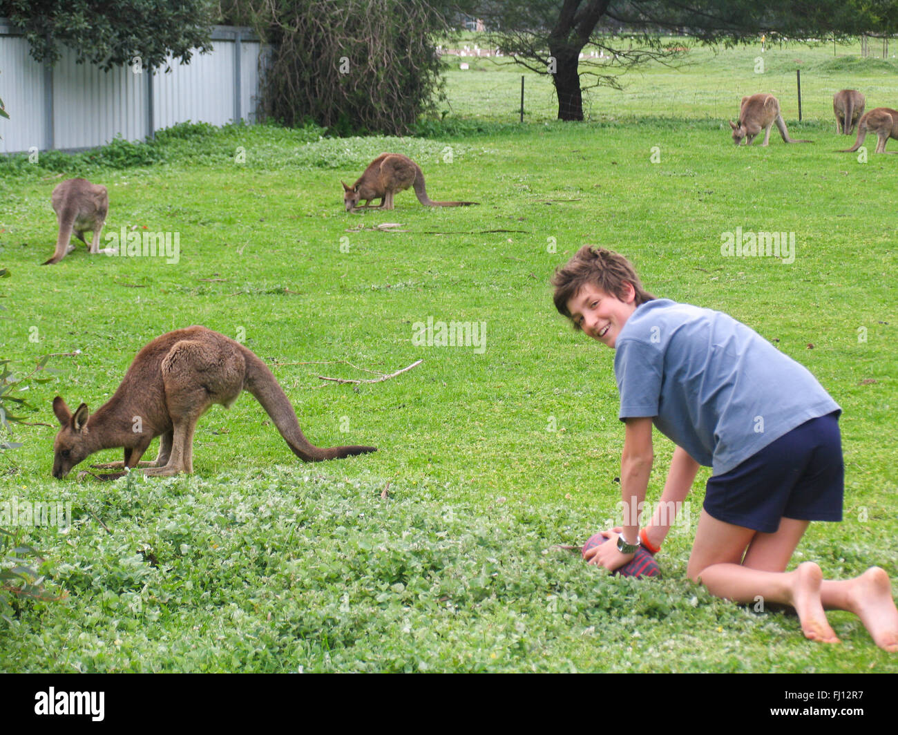 Boy with kangaroo australia hi-res stock photography and images - Alamy