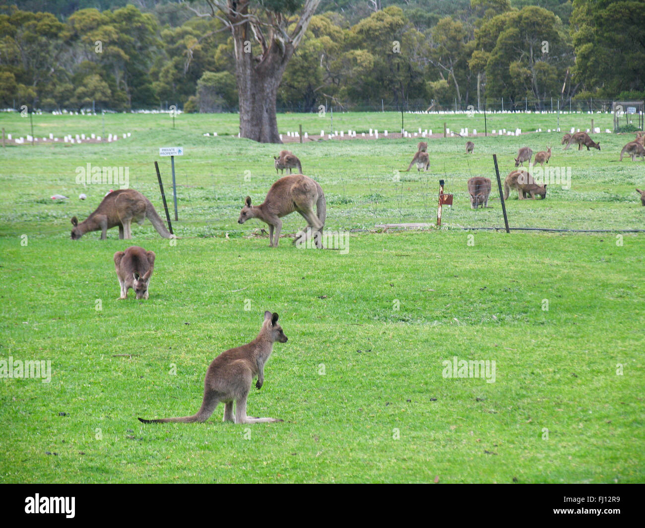 Kangaroos feeding on grass in a paddock Stock Photo - Alamy
