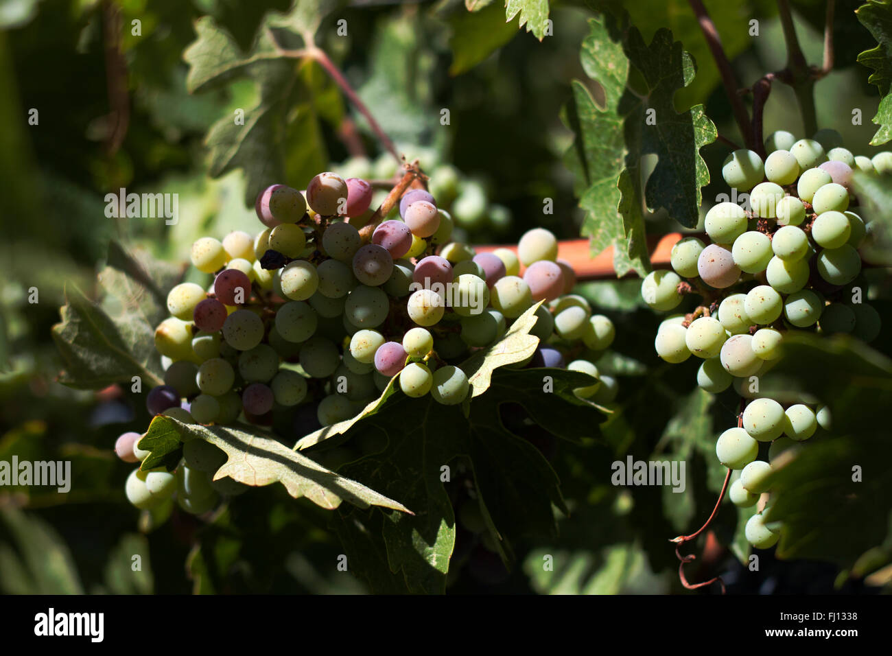 Red and white grapes on a vine Stock Photo - Alamy