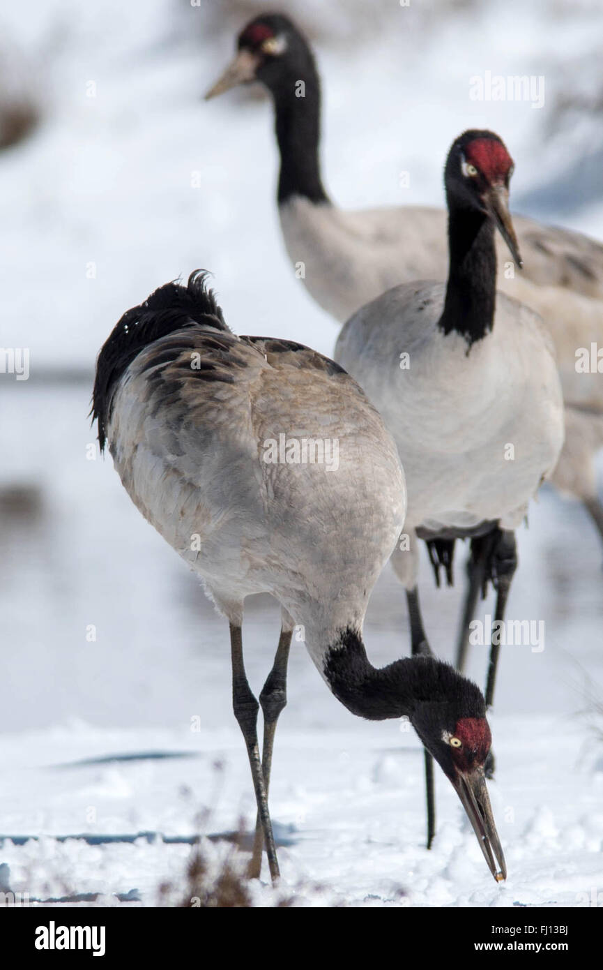 Dashanbao, China's Yunnan Province. 26th Feb, 2016. Black-necked cranes ...