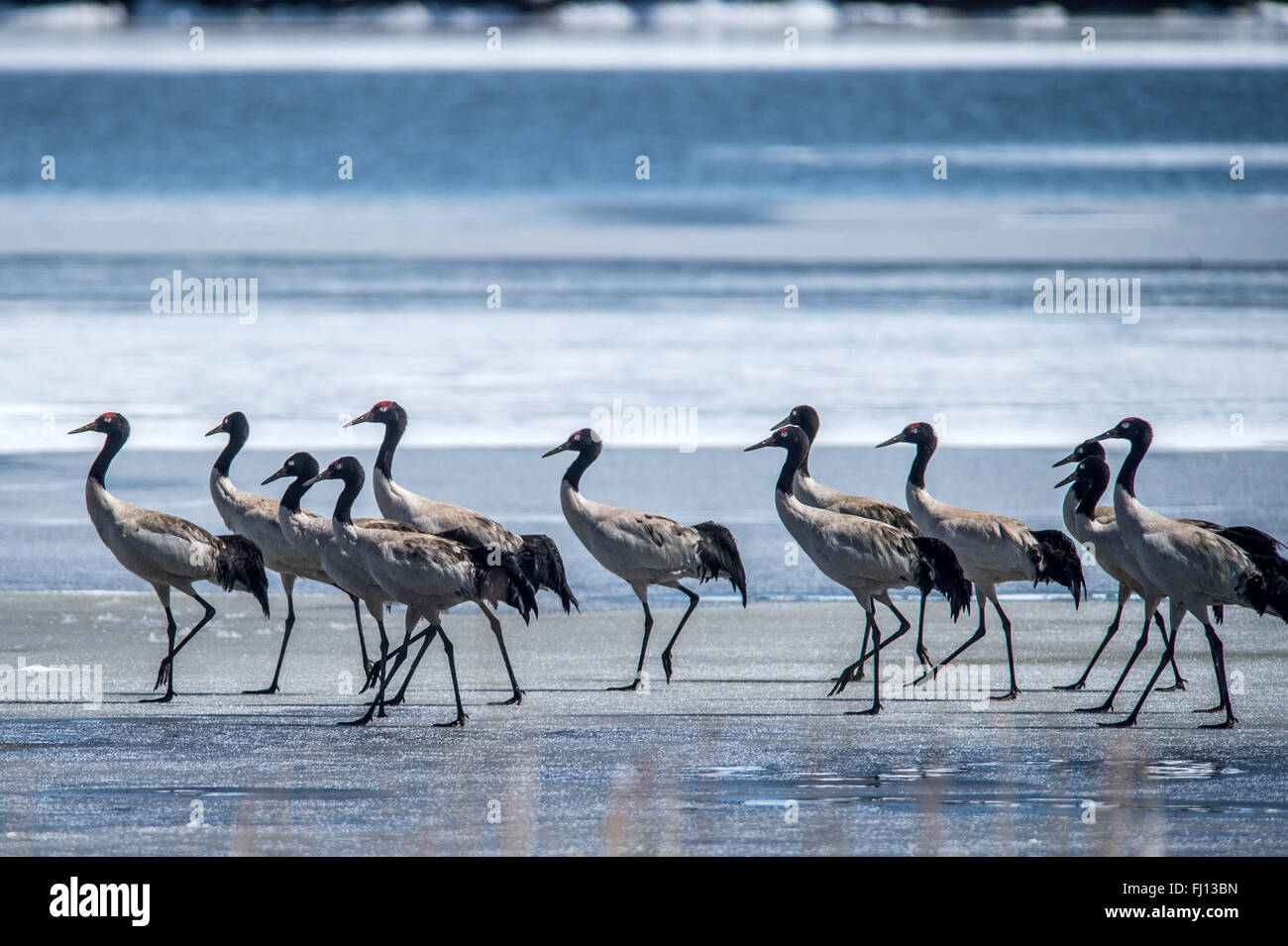 Dashanbao, China's Yunnan Province. 26th Feb, 2016. Black-necked cranes ...