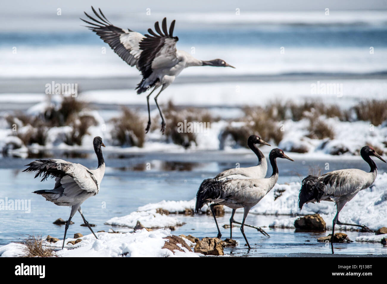 Dashanbao, China's Yunnan Province. 26th Feb, 2016. Black-necked cranes ...
