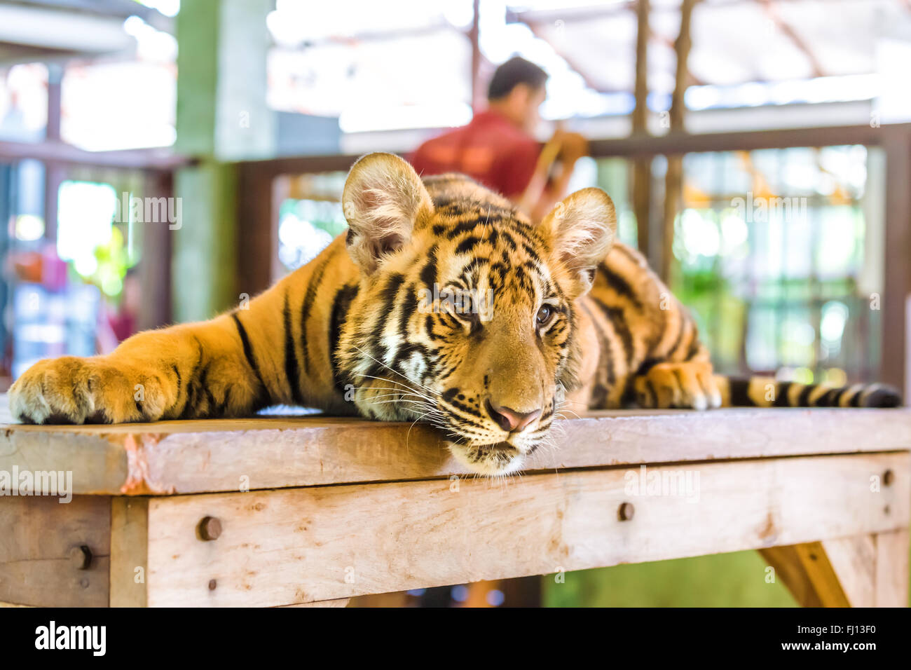 Little Tiger Cat High Resolution Stock Photography and Images - Alamy