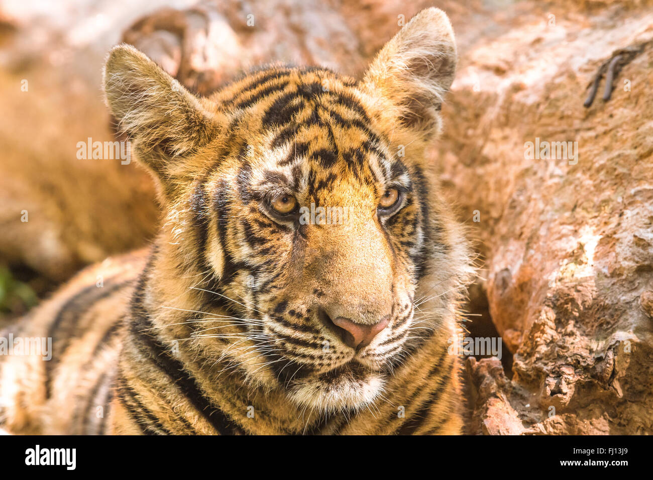 Portrait of little tiger Stock Photo - Alamy