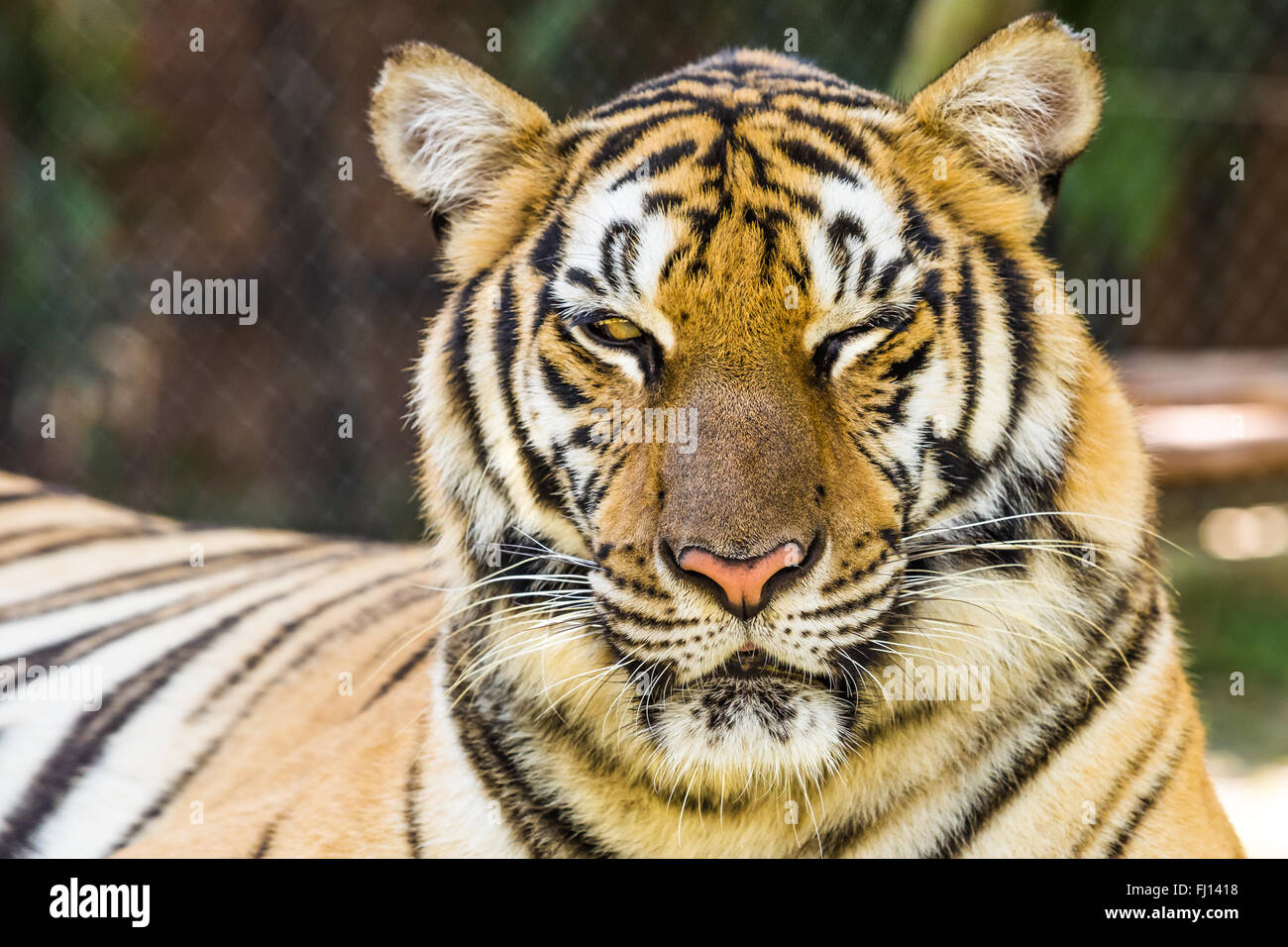Portrait of big tiger Stock Photo - Alamy