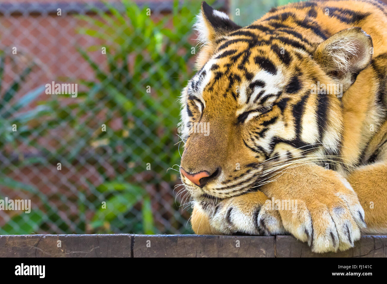 Big tiger hi-res stock photography and images - Alamy
