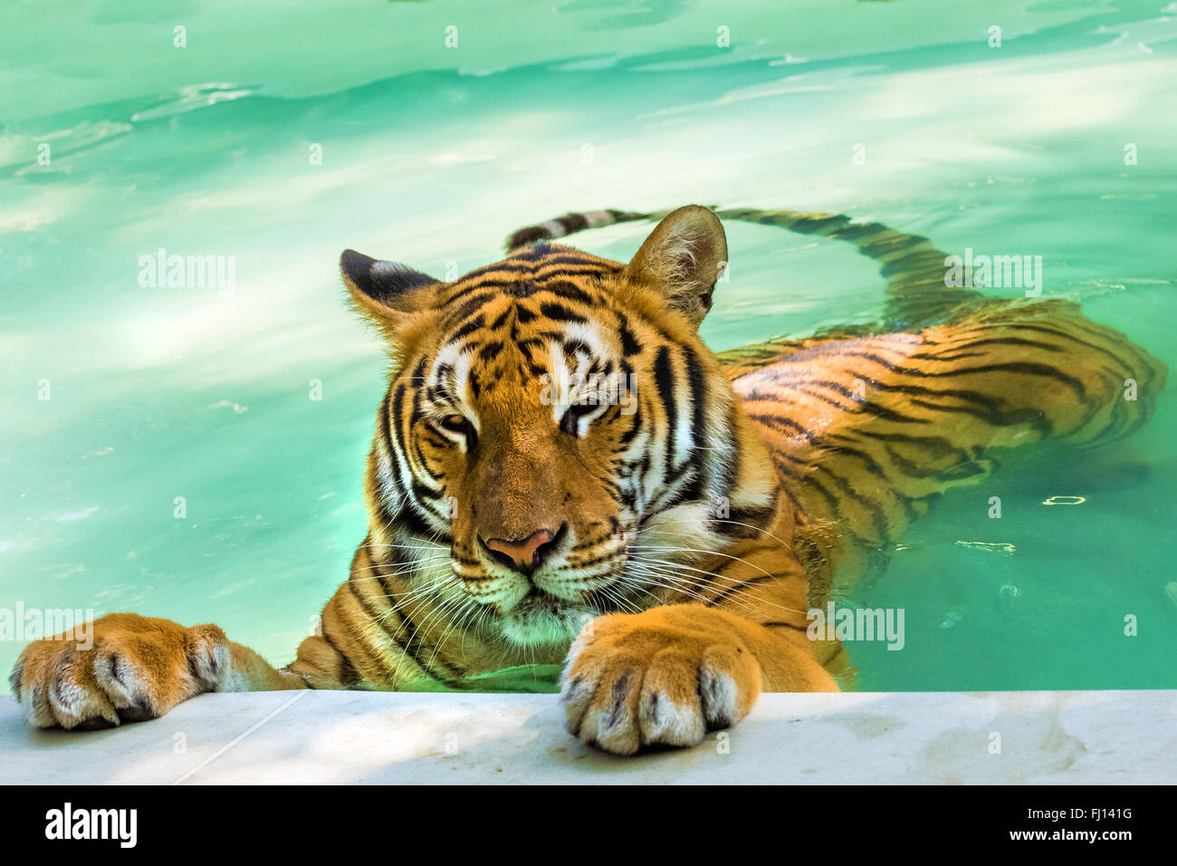 Tiger hunting water hi-res stock photography and images - Alamy