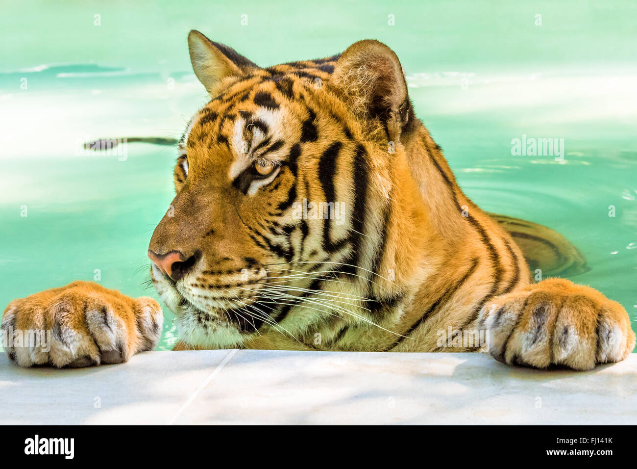 Big tiger portrait Stock Photo - Alamy