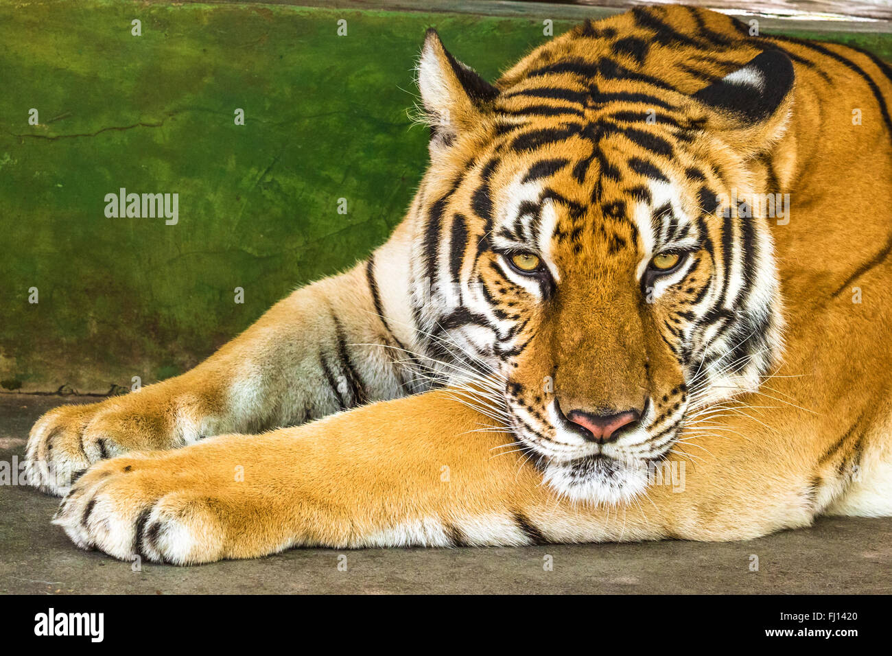 Portrait of big tiger Stock Photo - Alamy